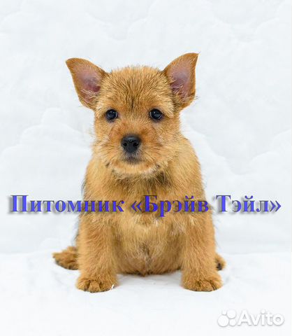 Щенок Норвич терьера