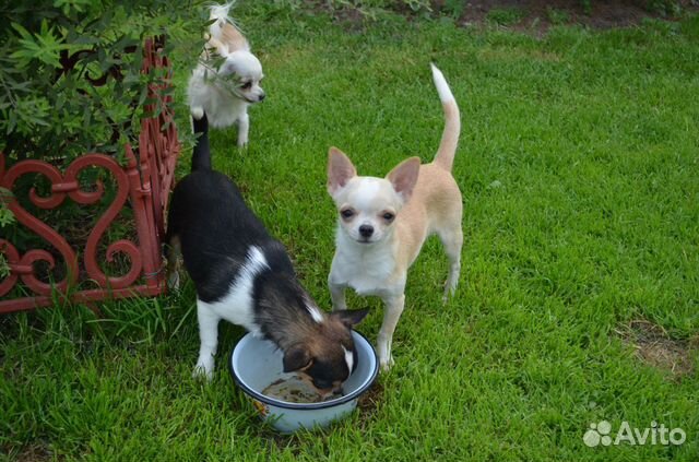 Чихомальчики