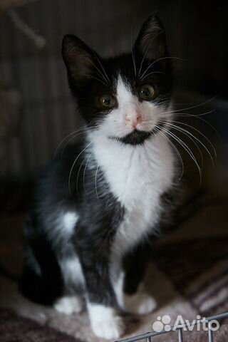 Ласковый котёнок, мальчик Симба 3 месяца