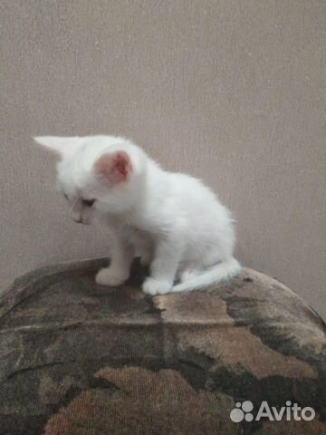 Котята (мальчики. 1 месяц) ищут дом