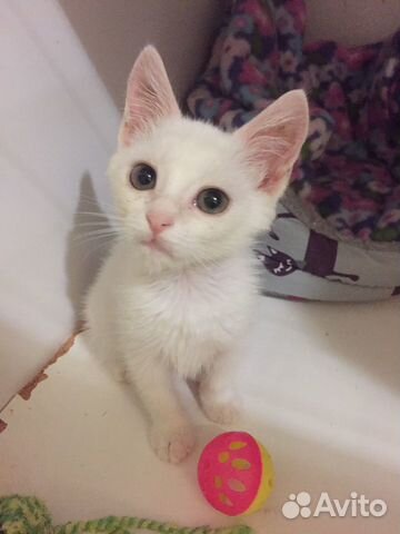 Малышка 1 месяц в дар Ангелочек