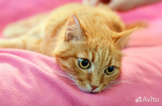 Рыжий - генератор счастья и энергии