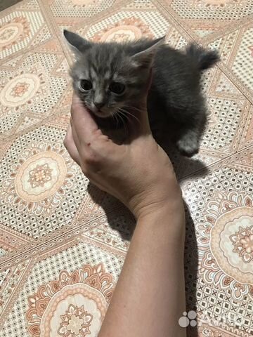 Котики меметисы курильский боб Тейл и двор терьер