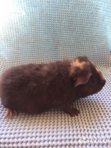 Американский Тедди. Самец