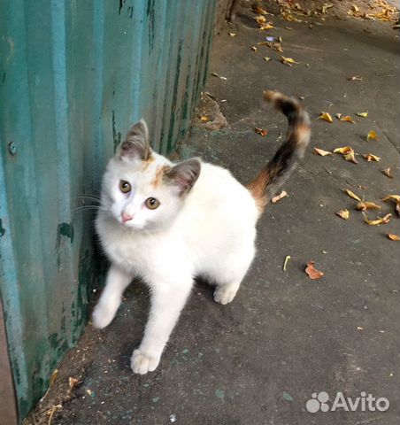Одинокий котенок девочка