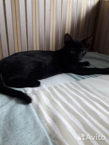 Котенок Гоша в добрые руки