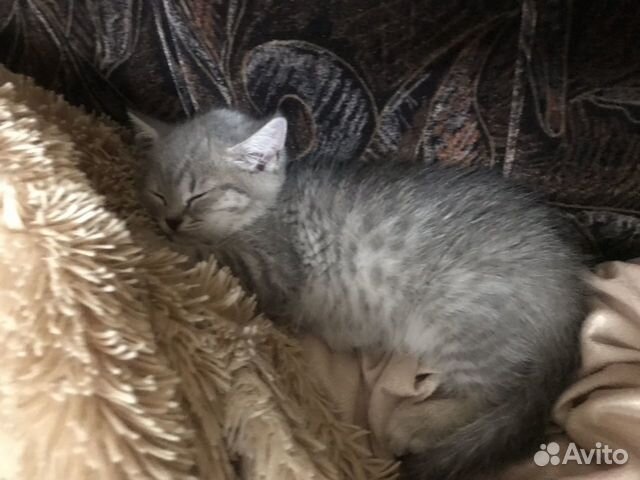 Британская красавица в добрые руки