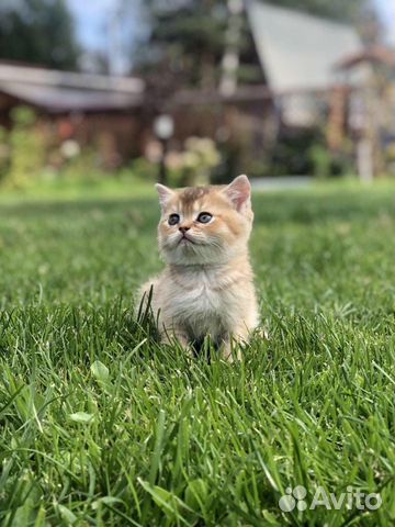 Британские котята