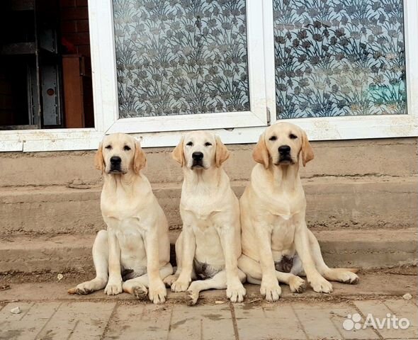 Щенки из питомника Керол Рут