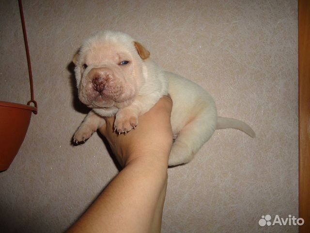 Маленькая проказница