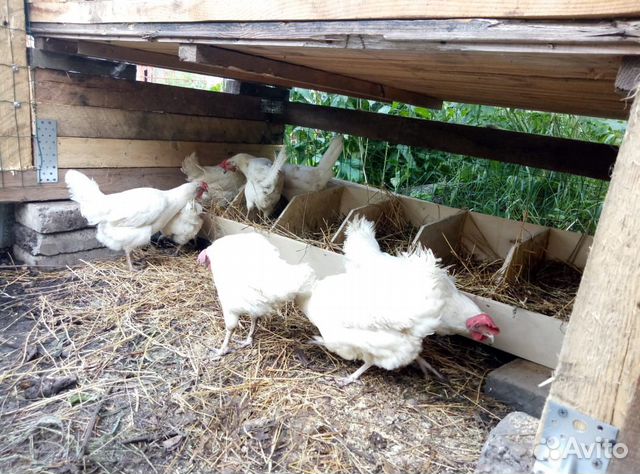 Куры Несушки"Декалб Уайт"