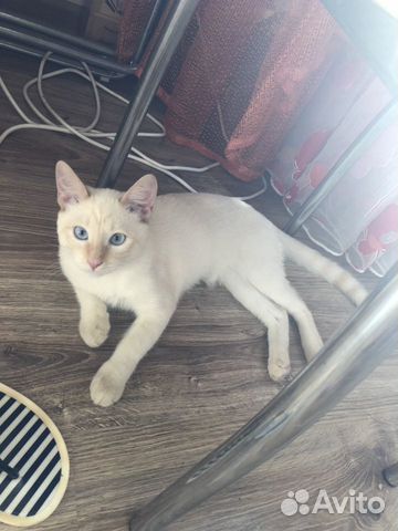 Кот по кличке тигр
