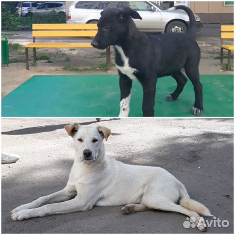 Отдам щенков