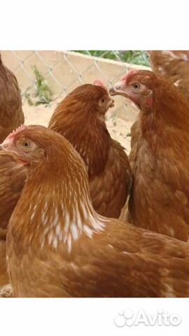 Куры несушки 9 месяцев