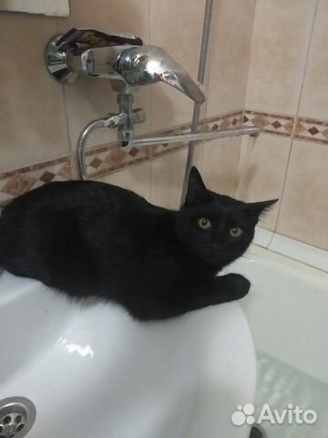 Тому,кто любит котиков