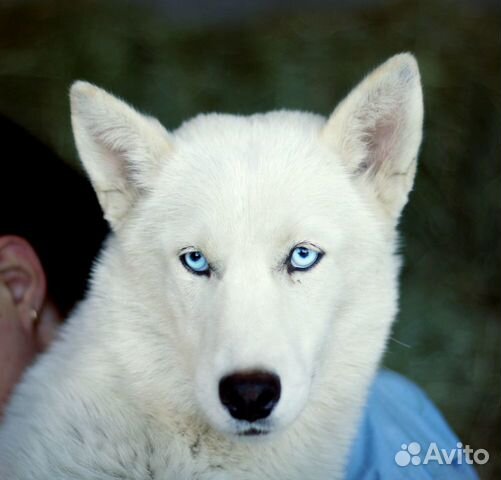 Девочка хаски, белый волк, голубые глаза