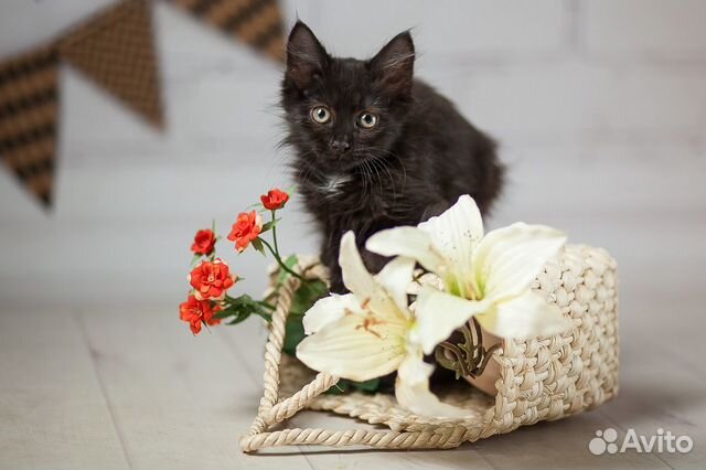 Тихая скромная черная кошечка Сонечка