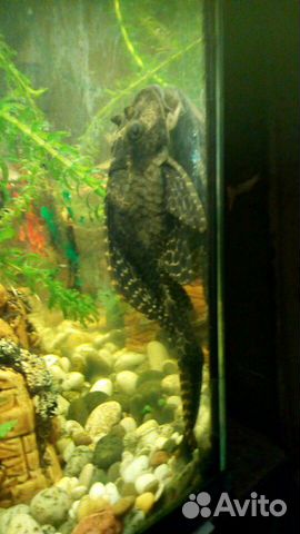 Продам 2 парчовых сомов