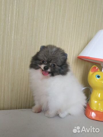 Мини панда- шпиц миниатюрный