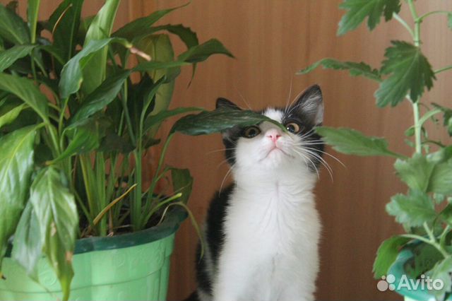 Которебенок ищет своих родителей