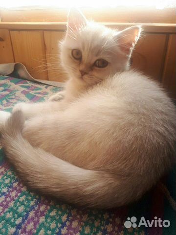 Котенок мальчик Шиншилла кремовый