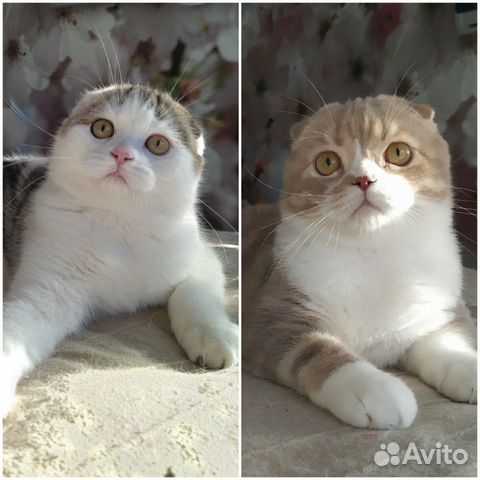 Вислрухие котики из питомника