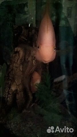 Цихлида - попугай parrot cichlid