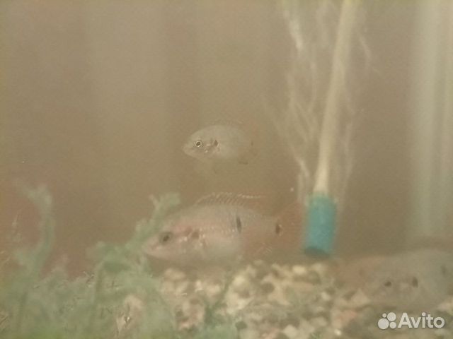 Рыбки цыхлиды