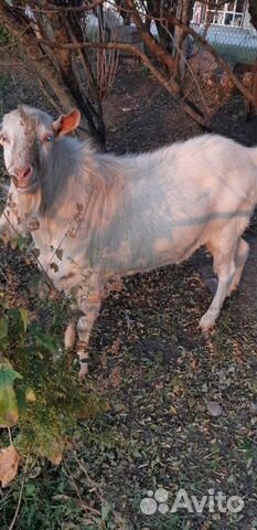 Козел и 2 козы