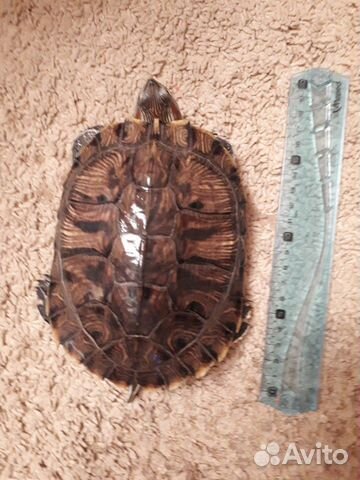Красноухая Черепаха 2 года