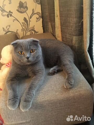 Шотландская вислоухая, отдадим бесплатно в хорошие