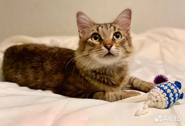 Котик в добрые руки