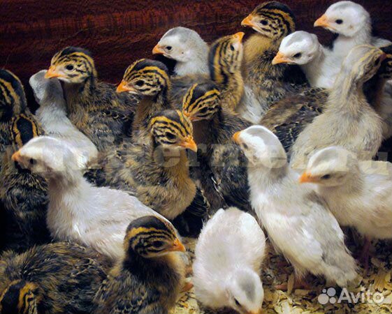 Бройлер индоутята цесарята