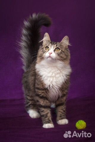 Трехцветный котёнок Боря