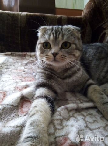 Нужен кот шотландец на вязку