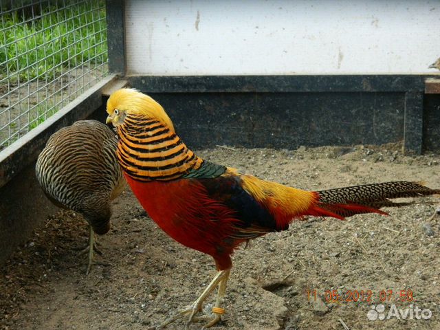 Золотые фазаны