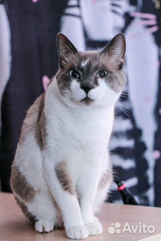 Отдаётся Кот