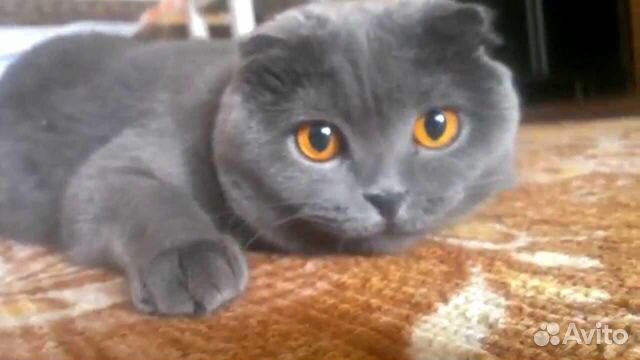 Кот «вислоушка» 1 годик
