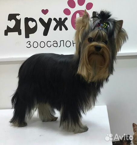 Подрощенный йорик РКФ