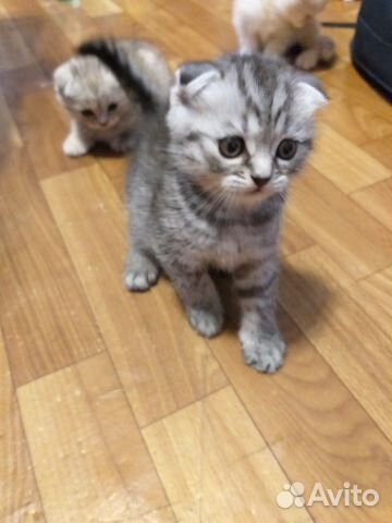 Шотландские вислоухие замечательные котята