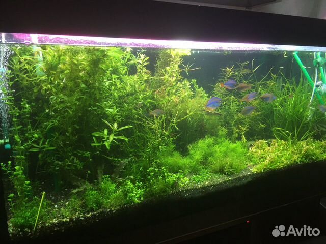 Аквариумные растения