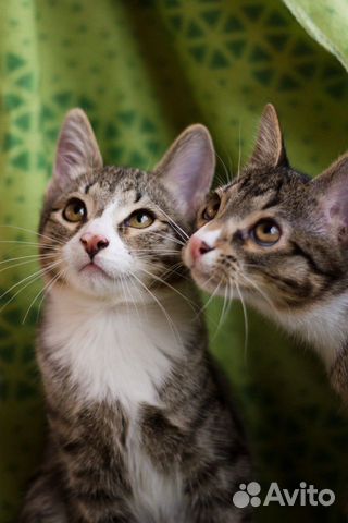 Братишки-котята в добрые руки