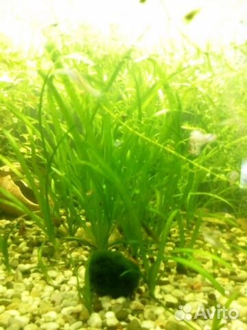 Аквариумные растения