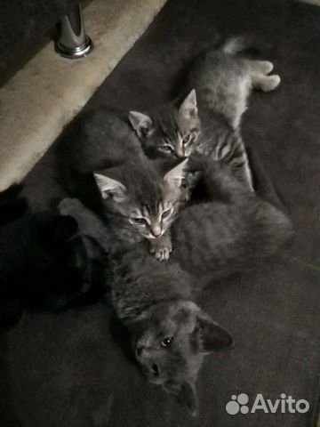 Котятки от полубританки