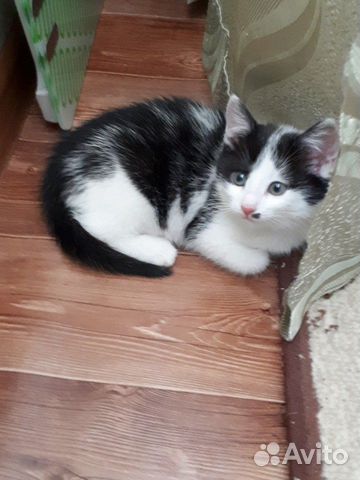 Мэри в добрые руки