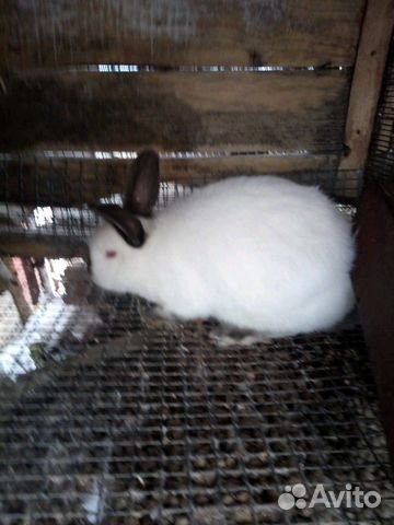 Кролики, Калифорнийцы