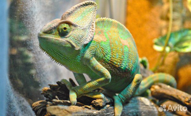 Еменский хамелеон