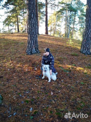 Ищет дом мелкая собачка Лара