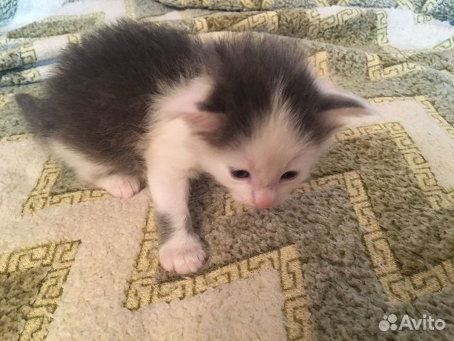 Котята
