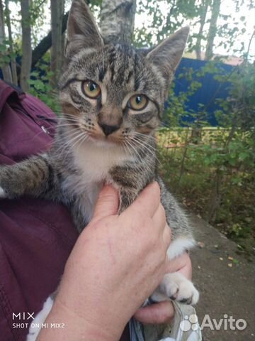 Отдается в добрые руки добренький мальчик Кешенька